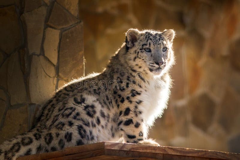 Baby Snow Leopard Full Body