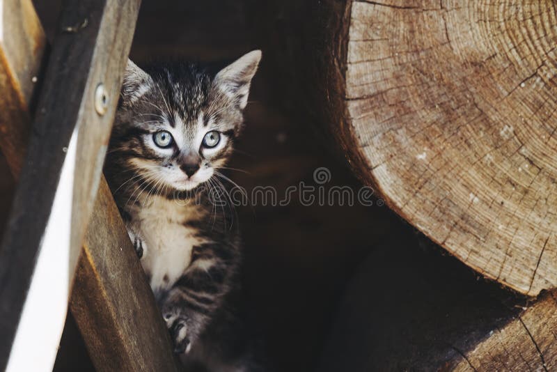 Cute Baby Tabby Kitten with Blue Eyes Discovering the Outdoors Stock ...