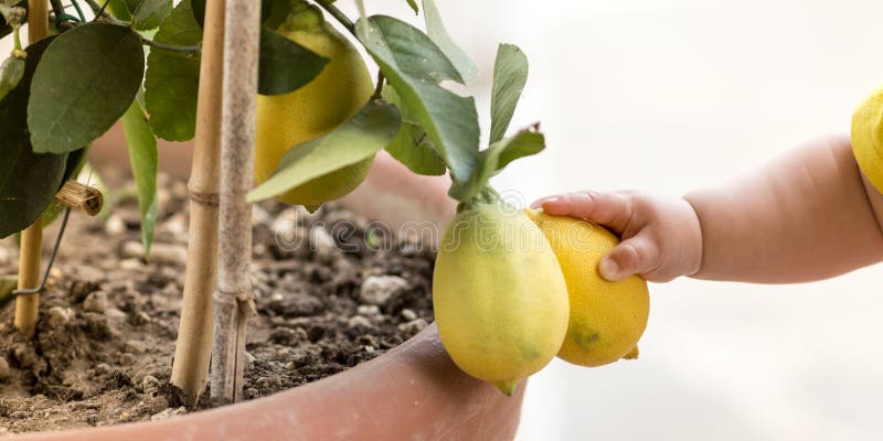 343 Baby Lemon Tree Stock Photos - Free & Royalty-Free Stock Photos ...