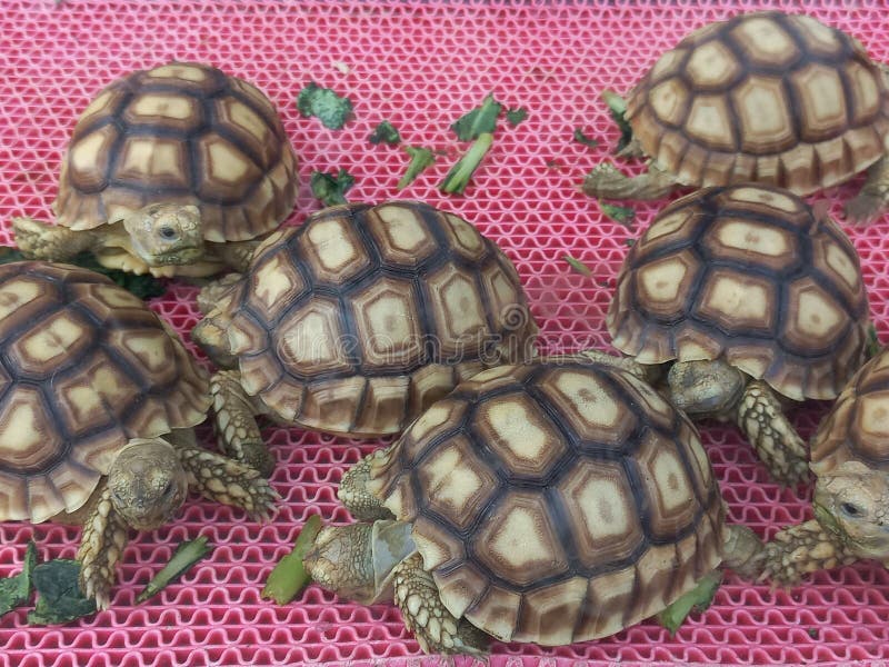 Cute baby turtle is eating stock image. Image of cute - 291281731