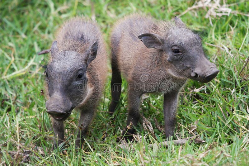 Cute Baby Warthogs stock image. Image of game, warthog - 11993251