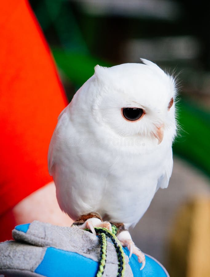 A cute baby pure white owl stock image. Image of close - 167830377
