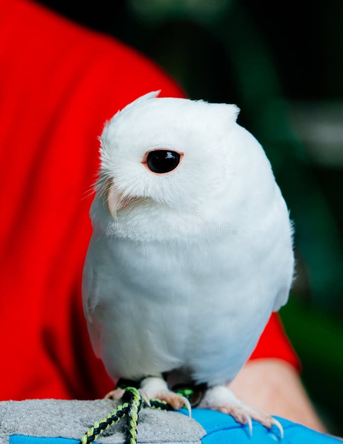 A cute baby pure white owl stock image. Image of shore - 167810207