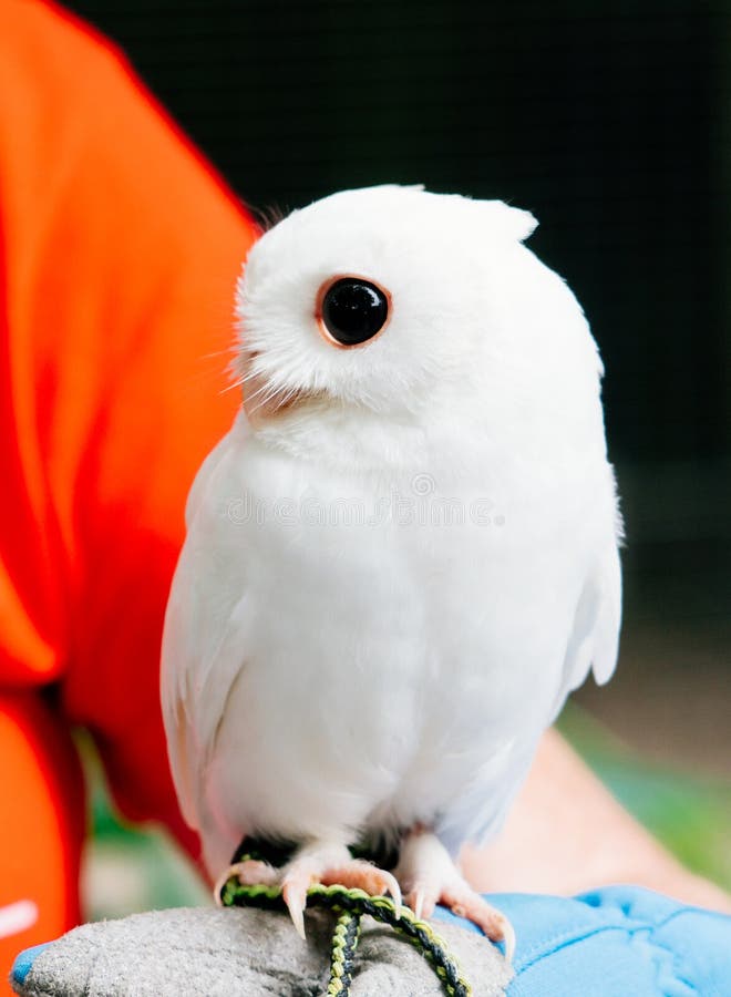 A cute baby pure white owl stock image. Image of head - 167830091