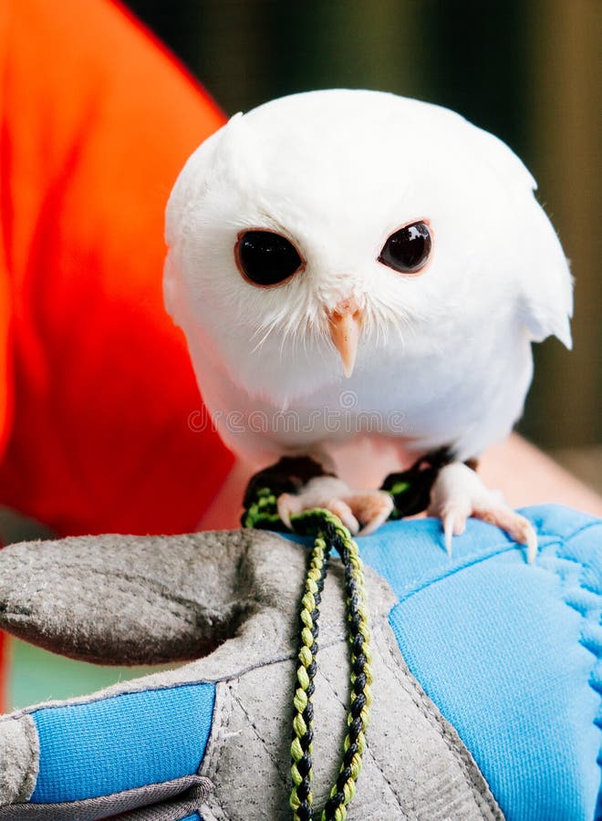 A cute baby pure white owl stock image. Image of close - 167830377