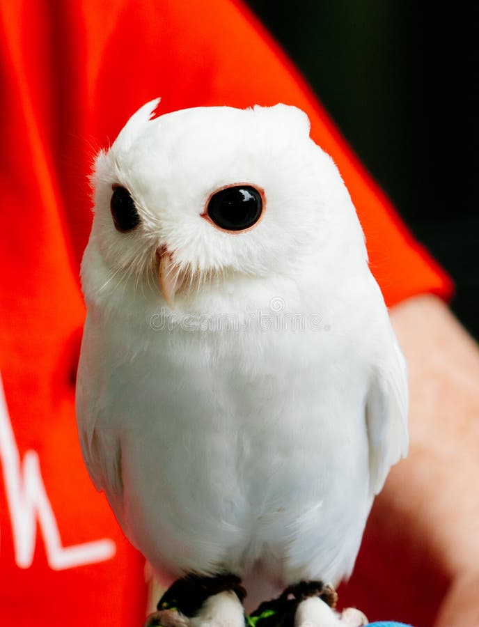A cute baby pure white owl stock photo. Image of albinic - 167830328