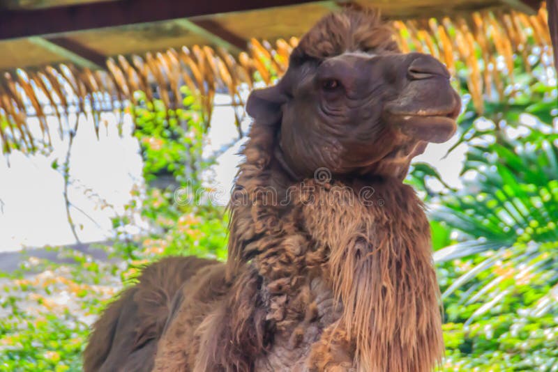 Cute Bactrian Camel Camelus Ferus. they are at Risk of Extinction Stock ...