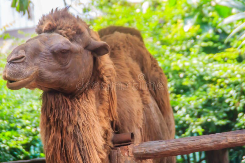 Cute Bactrian Camel Camelus Ferus. they are at Risk of Extinction Stock ...