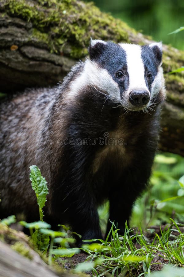 Cute Badger looking up stock photo. Image of cute, wildlife - 232470944