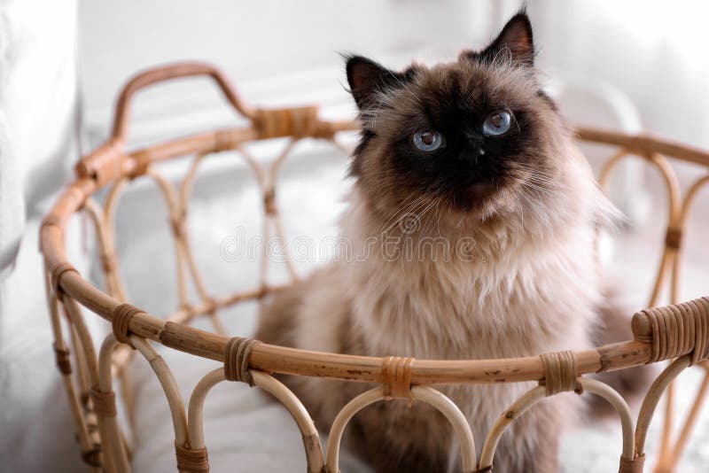 Cute Balinese Cat in Basket at Home Stock Photo - Image of cozy, lovely ...