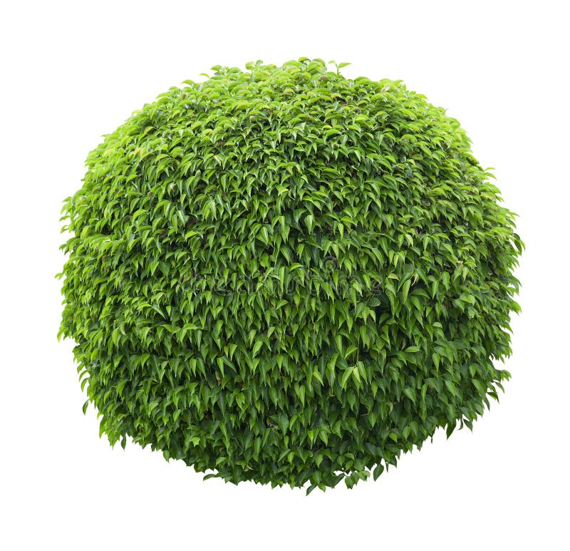 16,744 Round Bush Photos - Free & Royalty-Free Stock Photos from Dreamstime