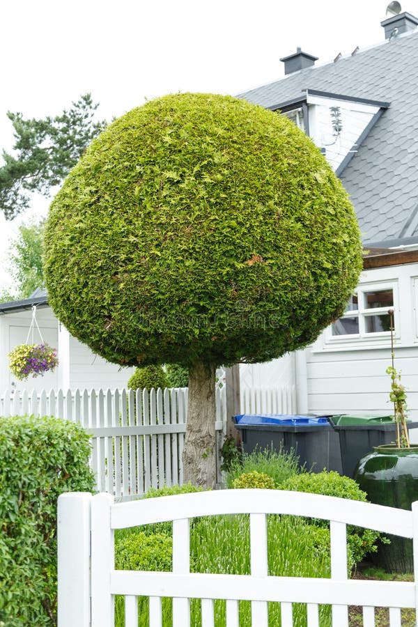 Cute Ball Shaped Tree Isolated on White Background Stock Image - Image ...