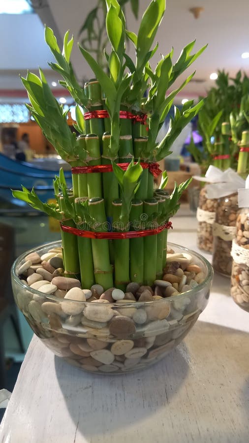 A cute bamboo bonsai tree stock image. Image of christmas - 265718231