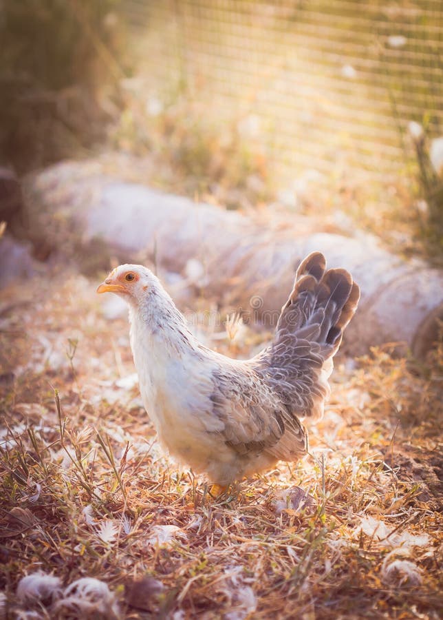 Cute bantam stock photo. Image of brown, rural, animal - 65646808
