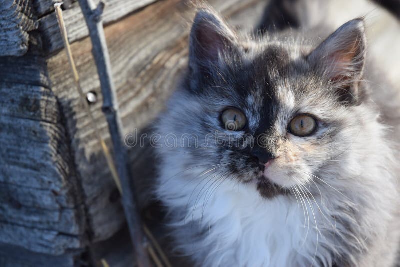 Cute barn cat stock photo. Image of cute, kitty, kitten - 84687318
