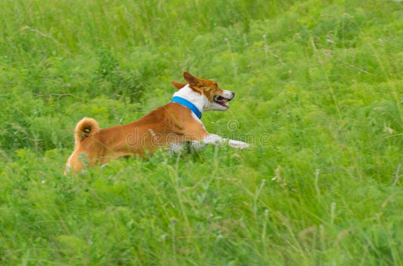 Cute Basenji Dog Galloping in the Grass Stock Photo - Image of male ...
