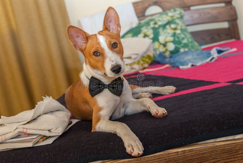 Cute Basenji Dog Lying at the Bed Stock Image - Image of lying, indoor ...