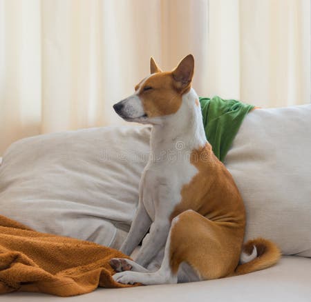 Cute Basenji Sitting on a Sofa Stock Image - Image of brown, pets: 61750413