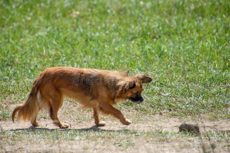 Cute Basque Shepherd Dog Walking in the Green Field Stock Image - Image ...