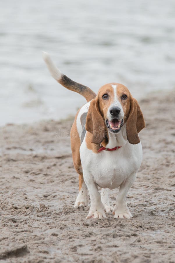 Cute Basset Hound at the Beach Stock Photo - Image of running, lake ...