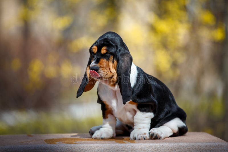 Basset Hound Fall Stock Photos - Free & Royalty-Free Stock Photos from ...