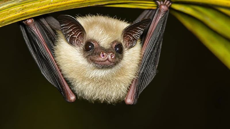 Cute Bat Hangs Upside Down from a Leaf, Staring Directly at the Camera ...
