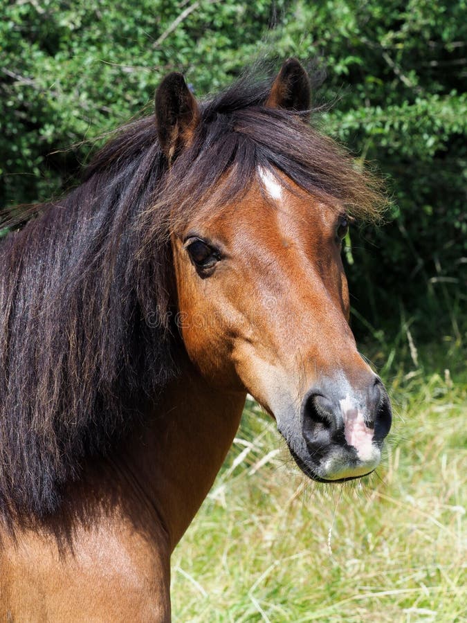 Cute Bay Pony stock image. Image of pricked, eyes, grass - 217785675