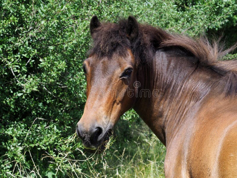 Cute Bay Pony stock image. Image of outdoors, single - 217785691