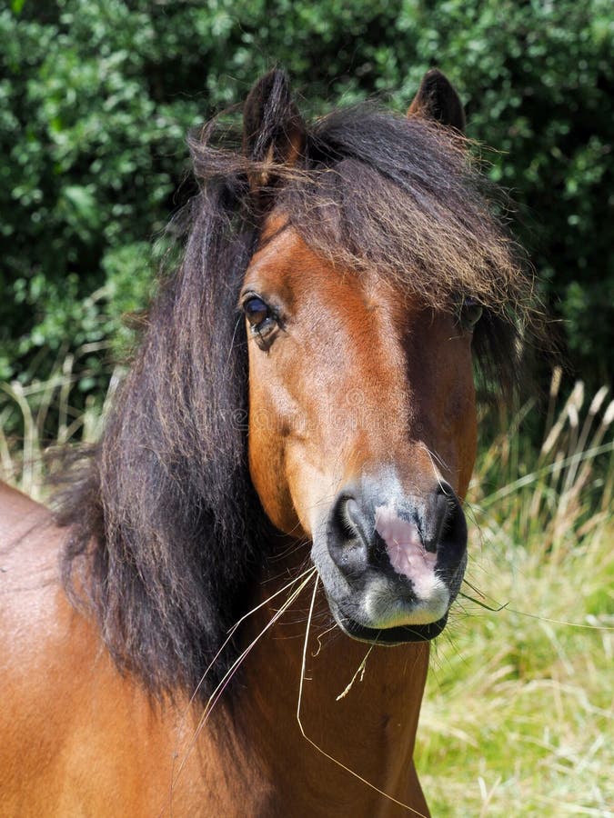 Cute Bay Pony stock photo. Image of grass, horse, close - 218061654