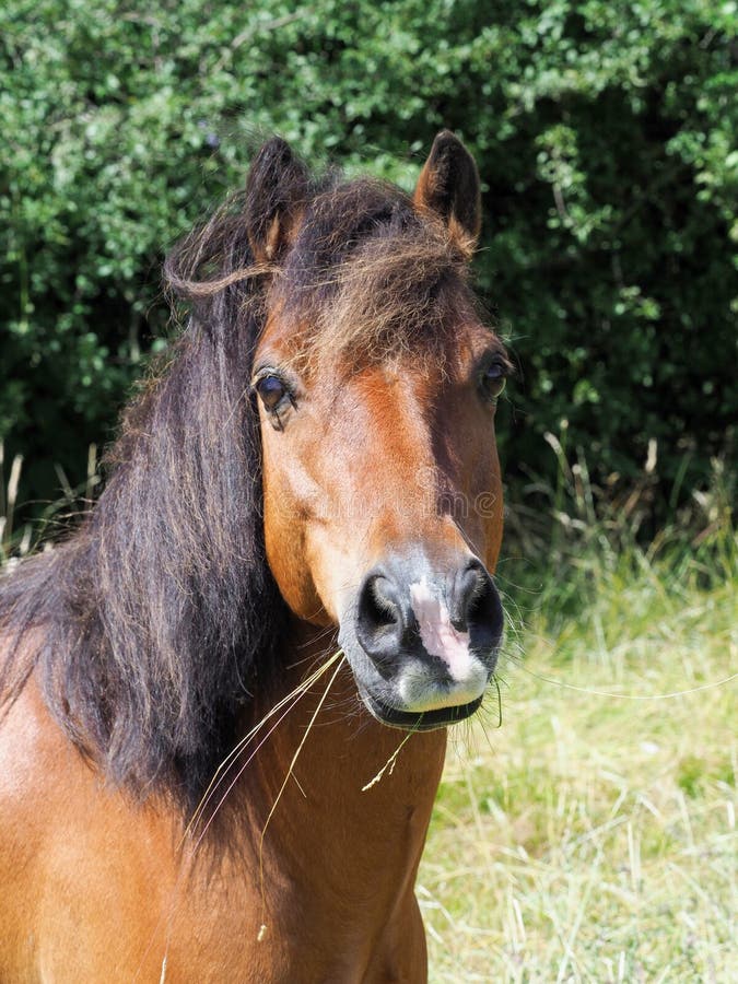 Cute Bay Pony stock photo. Image of face, ears, alert - 218061660