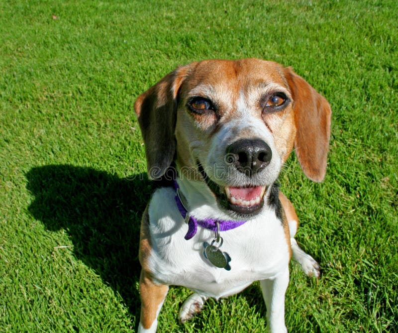 Portrait Of Cute Female Beagle Dog. Picture Image: 162502178