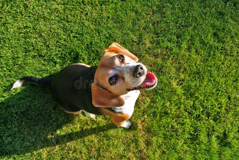 Cute beagle dog stock image. Image of looks, mouth, grass - 2880709