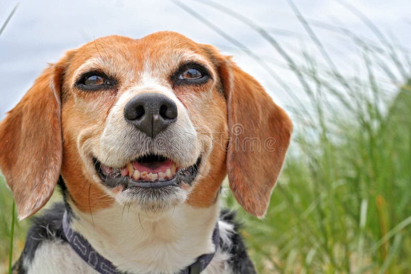 Cute beagle dog stock image. Image of looking, alert, collar - 5624065