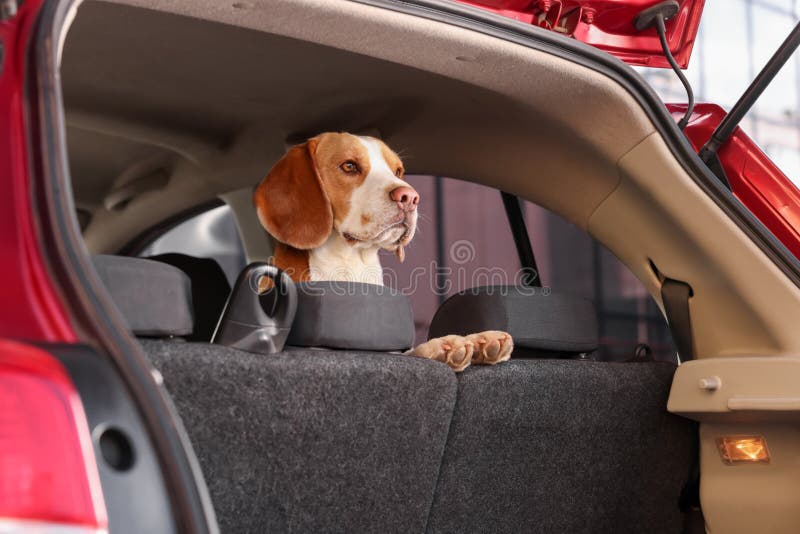 Cute Beagle Dog in Car. Adorable Pet Stock Image - Image of inside ...