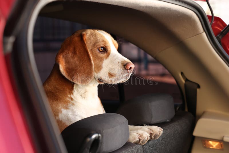 Cute Beagle Dog in Car. Adorable Pet Stock Image - Image of funny ...