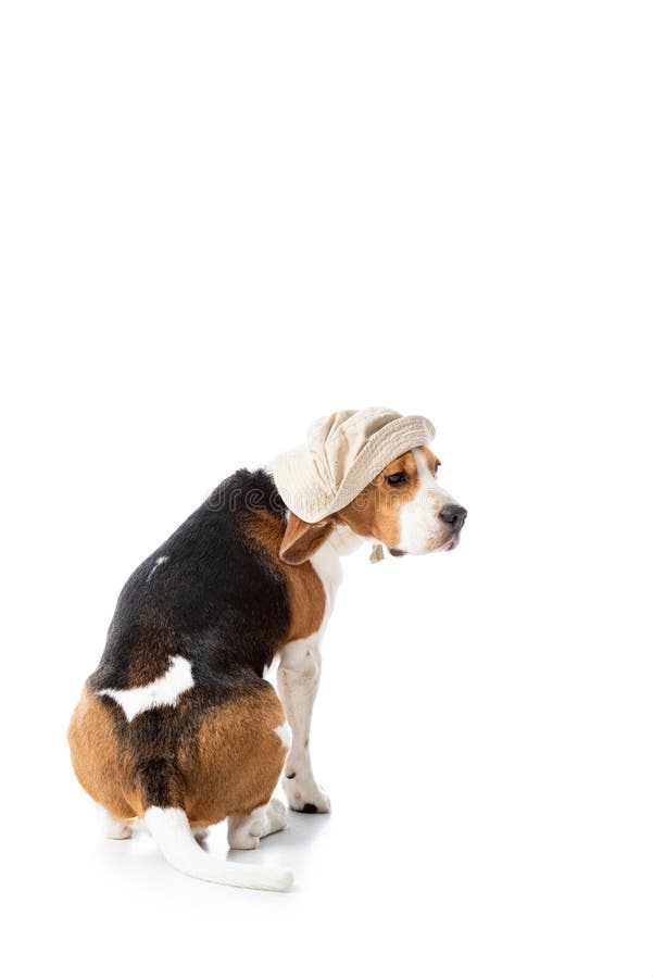 Beagle Dog in Explorer Hat Sitting on White Stock Image - Image of ...