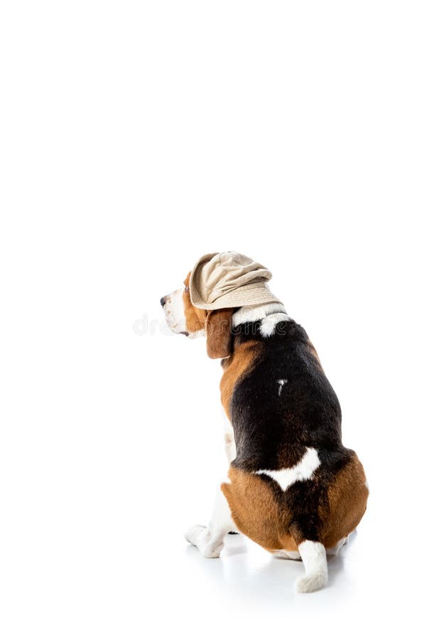 Beagle Dog in Explorer Hat Sitting on White Stock Photo - Image of ...