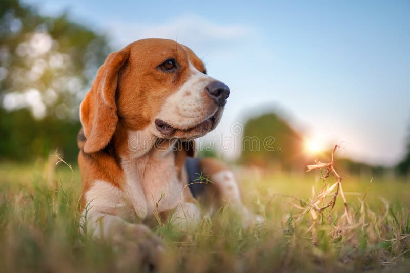 A Cute Beagle Dog Lay Down on the Grass Field for Relaxing in the ...