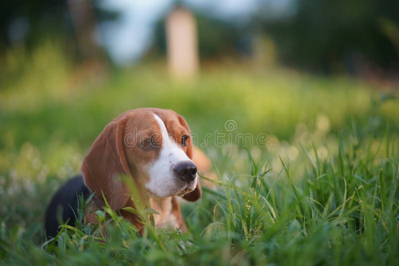A Cute Beagle Dog Lay Down on the Grass Field Under the Evening Sun ...