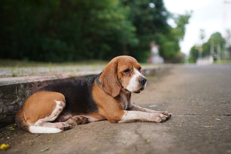 A Cute Beagle Dog Lay Down on the Lonely Road Stock Photo - Image of ...