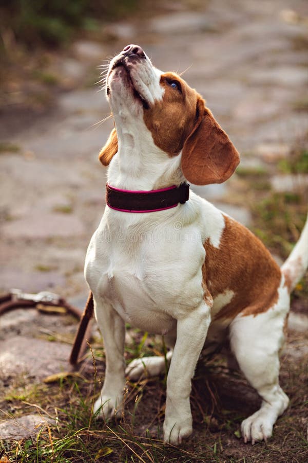A Cute Beagle Dog stock photo. Image of mammal, animal - 90904682