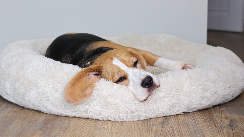 Cute Beagle Dog is Lying on a Fluffy Dog Bed Stock Video - Video of ...