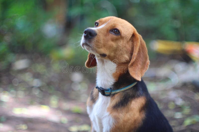 Fall Beagle dog stock image. Image of colourful, seasonal - 36984245