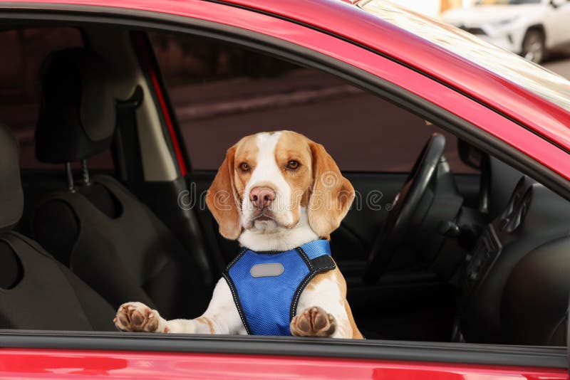 Cute Beagle Dog Peeking Out Car Window Stock Image - Image of drive ...
