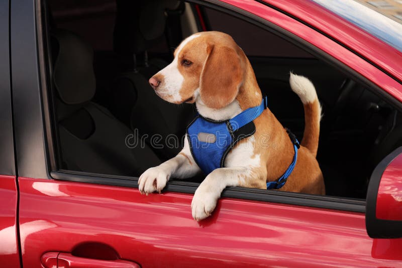 Cute Beagle Dog Peeking Out Car Window Stock Photo - Image of doggy ...