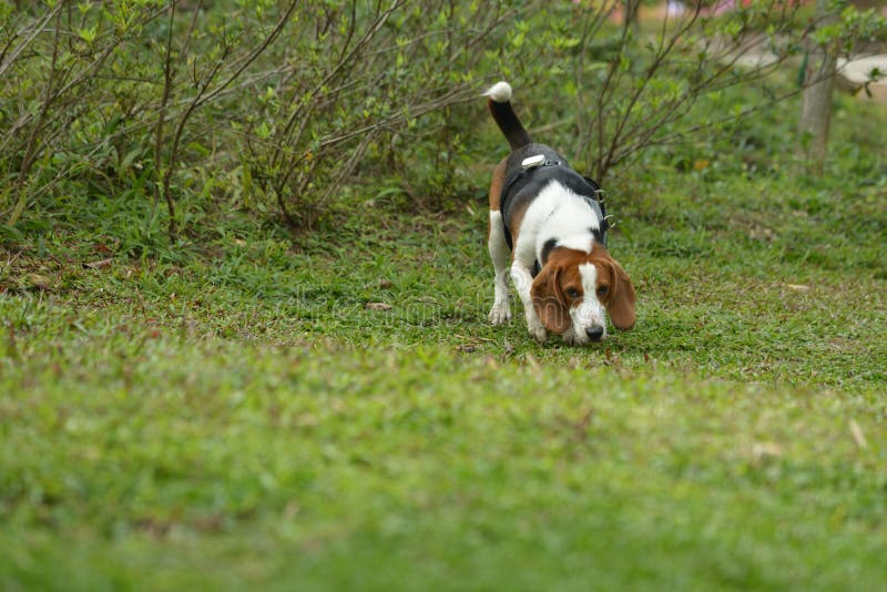 Cute Beagle dog puppy stock photo. Image of chair, fruit - 171209052