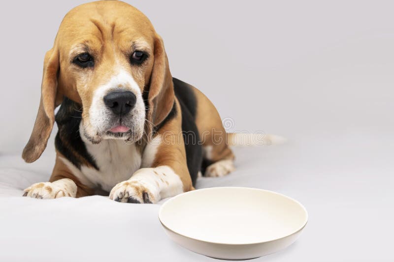 Cute Beagle Dog with a Sad Face Looking at an Empty Plate Stock Image ...