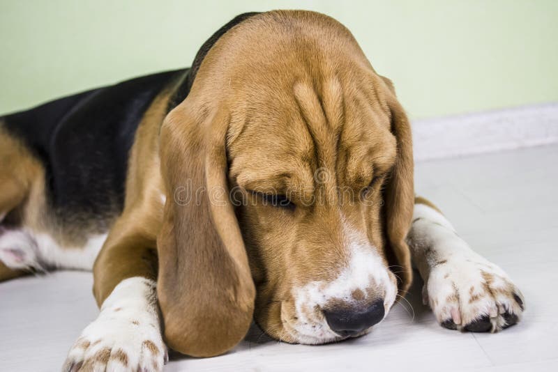 Cute beagle dog sad stock image. Image of floor, funny - 69294079