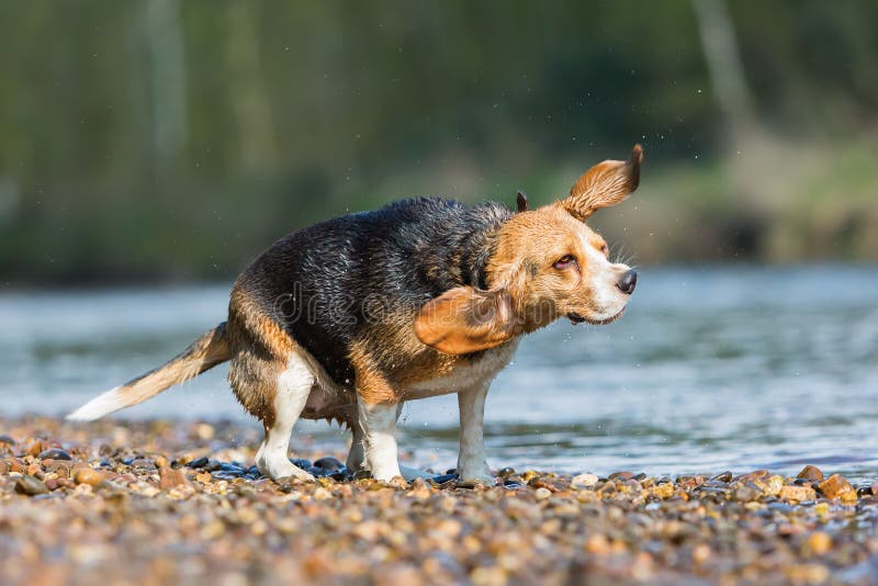 Cute Beagle Dog Shaking the Wet Fur Stock Image - Image of pets ...