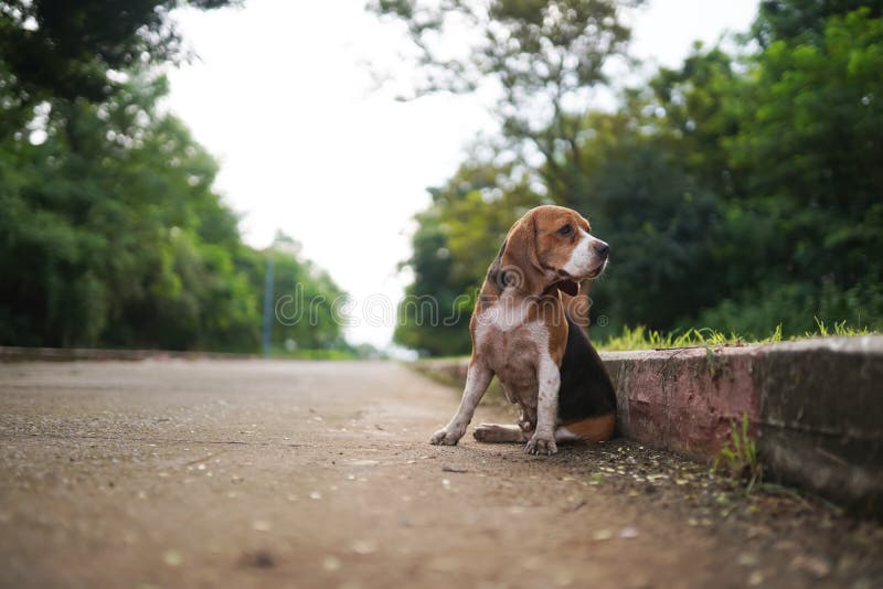 A Cute Beagle Dog Sits on the Lonely Road Stock Image - Image of friend ...